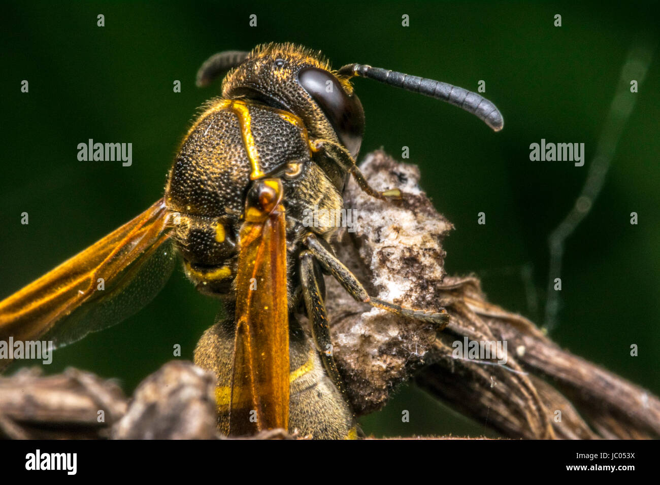 Wasp Cocoon High Resolution Stock Photography and Images - Alamy