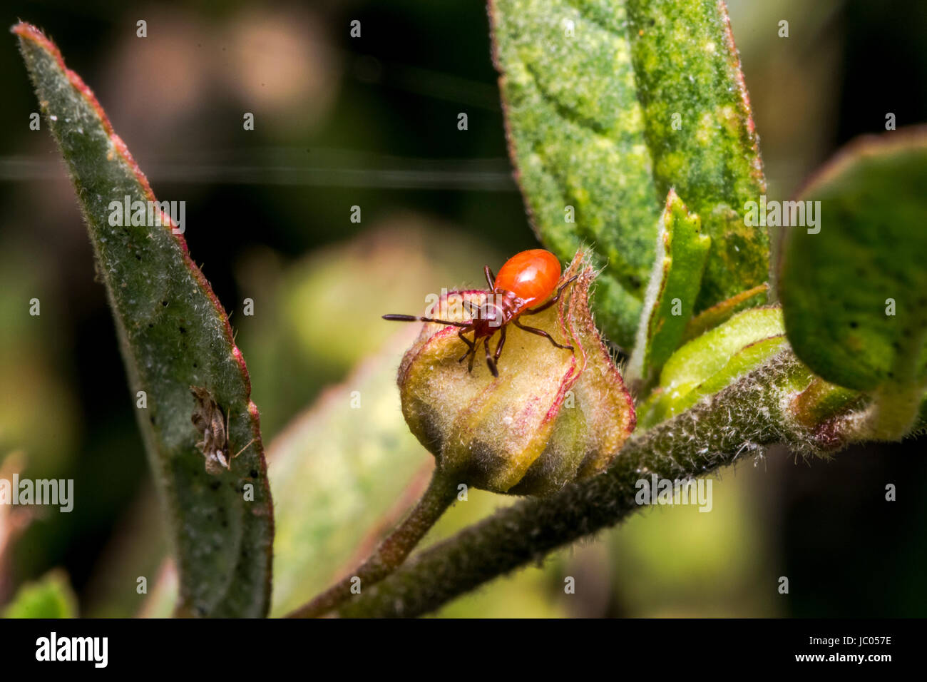 Bug red eyes hi-res stock photography and images - Alamy