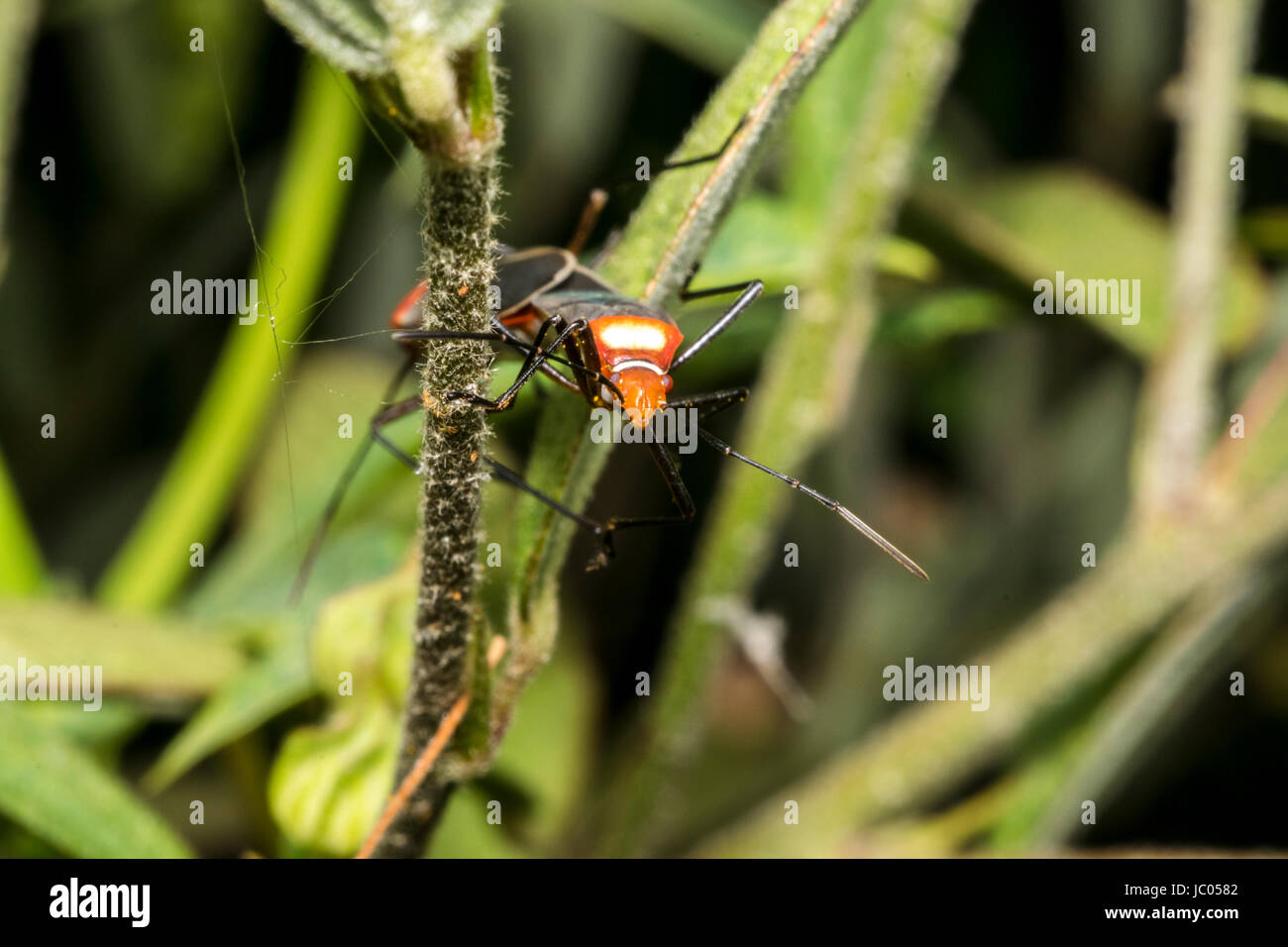 Hemiptera Heteroptera Bug Insect High Resolution Stock Photography and ...