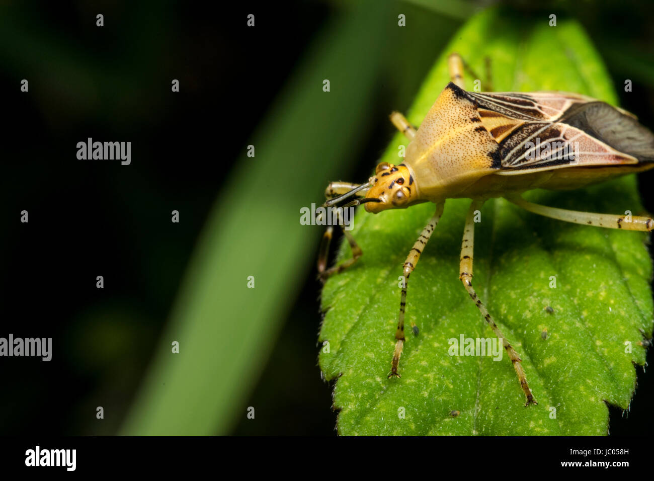 Yellow hemiptera bug on a plant leaf Stock Photo - Alamy