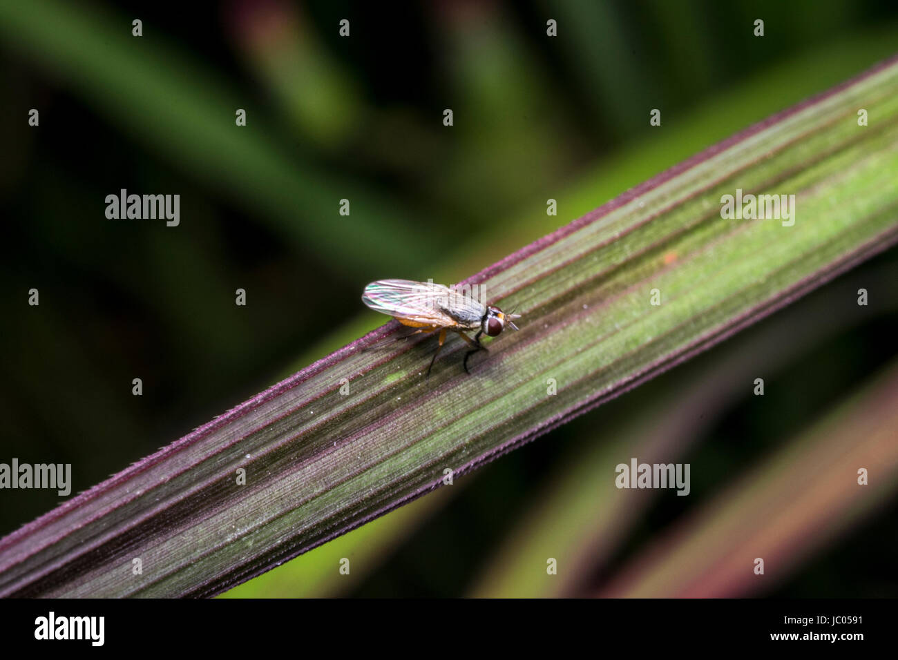 Small fly insect on a plant leaf Stock Photo - Alamy