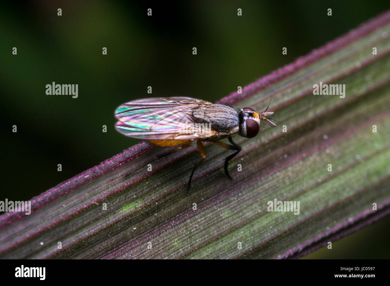 Small fly insect on a plant leaf Stock Photo - Alamy