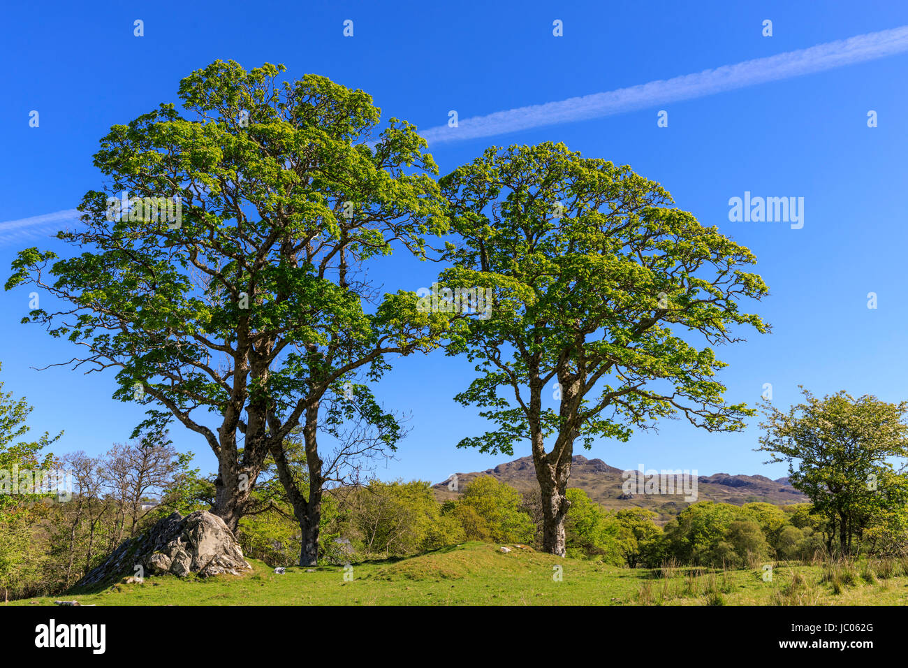 Pair of trees against blue sky Stock Photo - Alamy