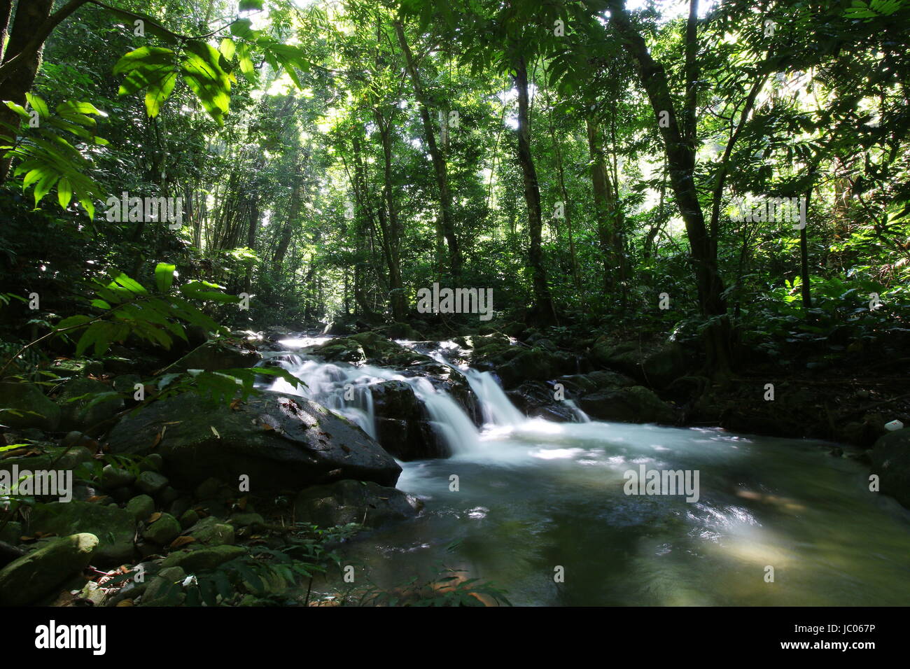 Primary jungle hi-res stock photography and images - Alamy