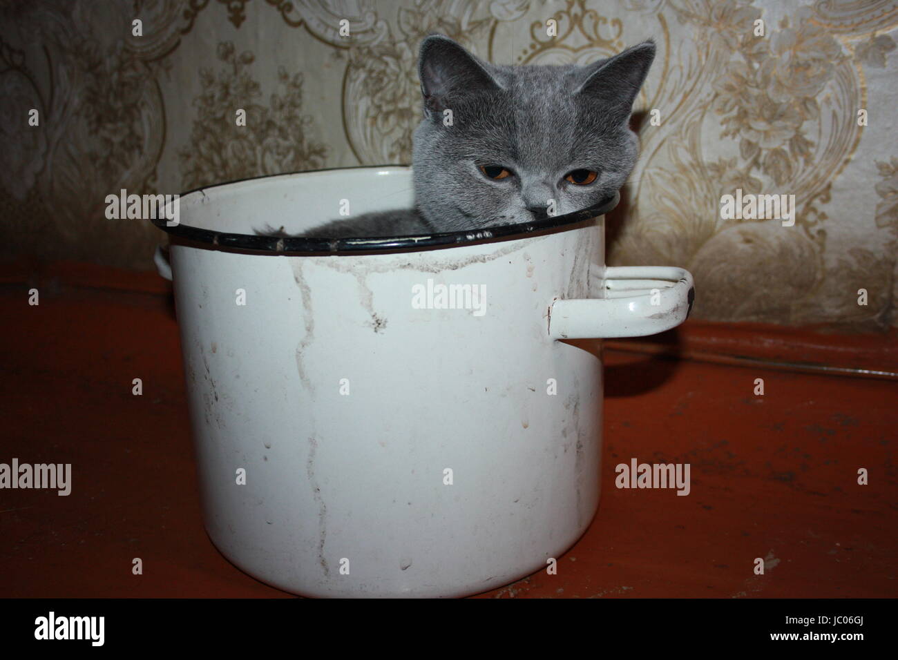 Cat animal bad treatment. Poor conditions of detention. A stray cat in ...