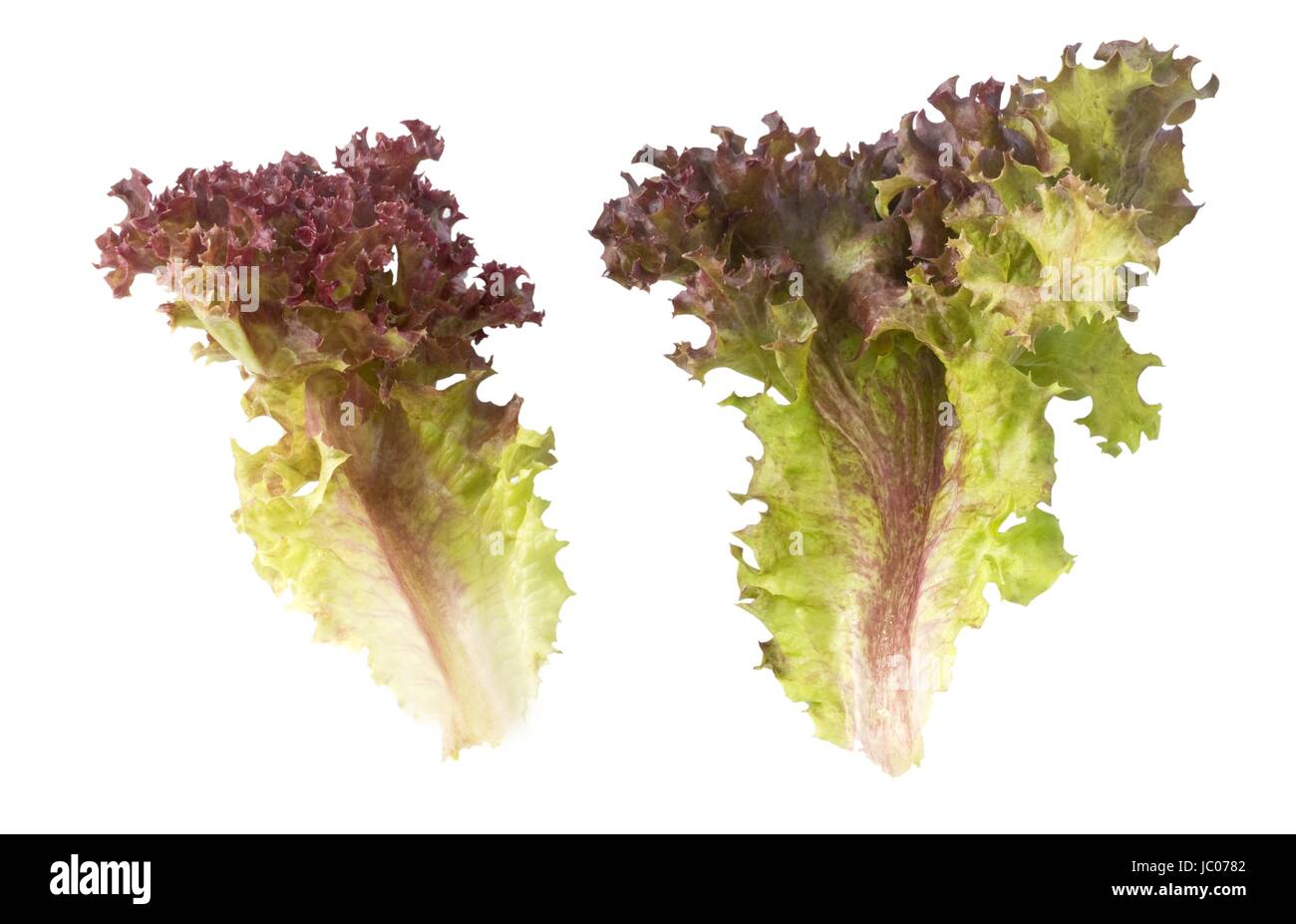 Vegetable, Fresh Red Oak Lettuce Leaves Isolated on A White Background ...