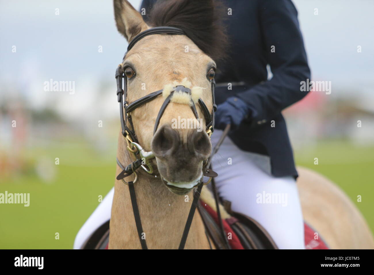 selection of images from the 2017 Balmoral Show now held in the Maze ...