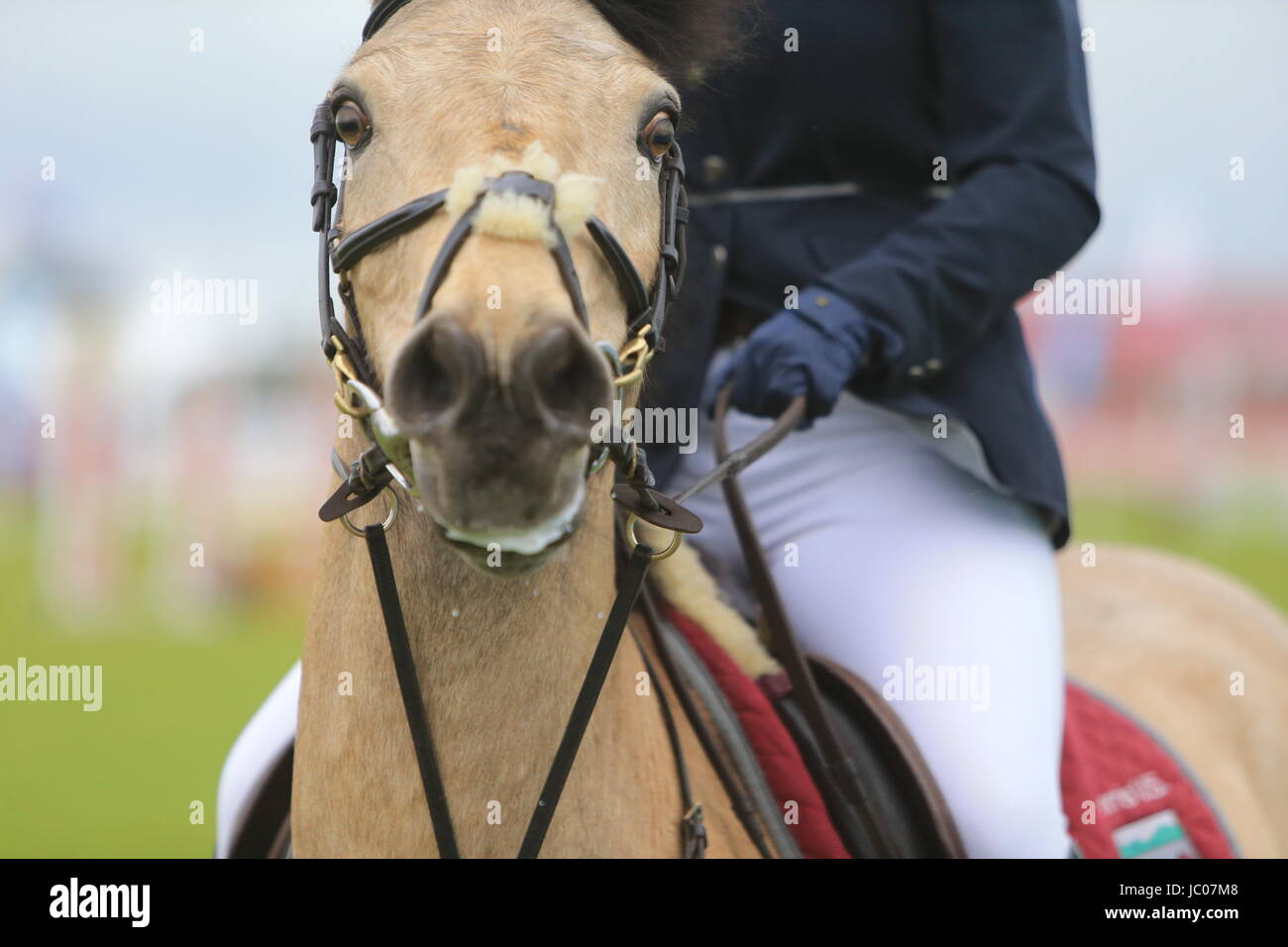 selection of images from the 2017 Balmoral Show now held in the Maze ...