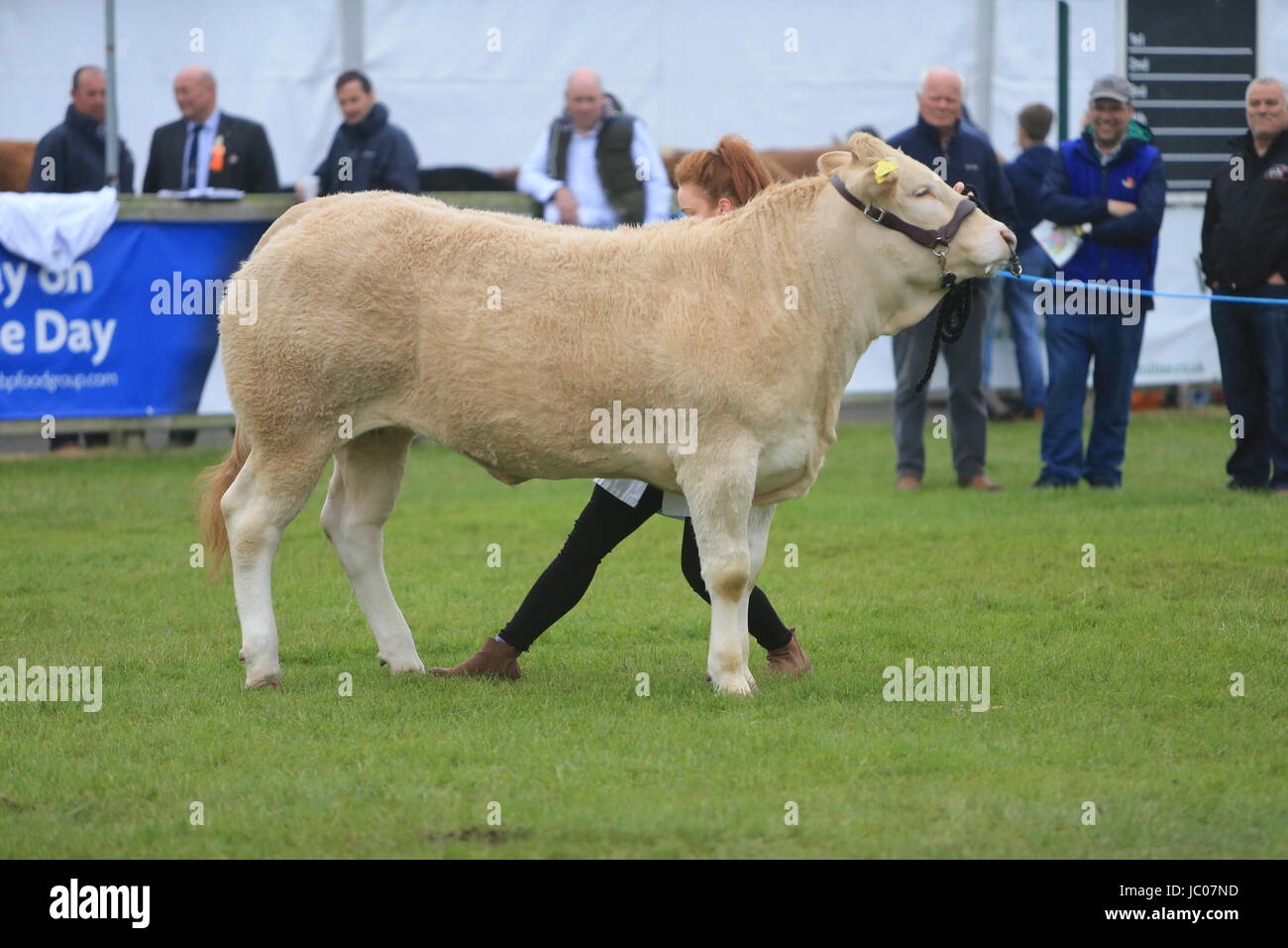 selection of images from the 2017 Balmoral Show now held in the Maze ...