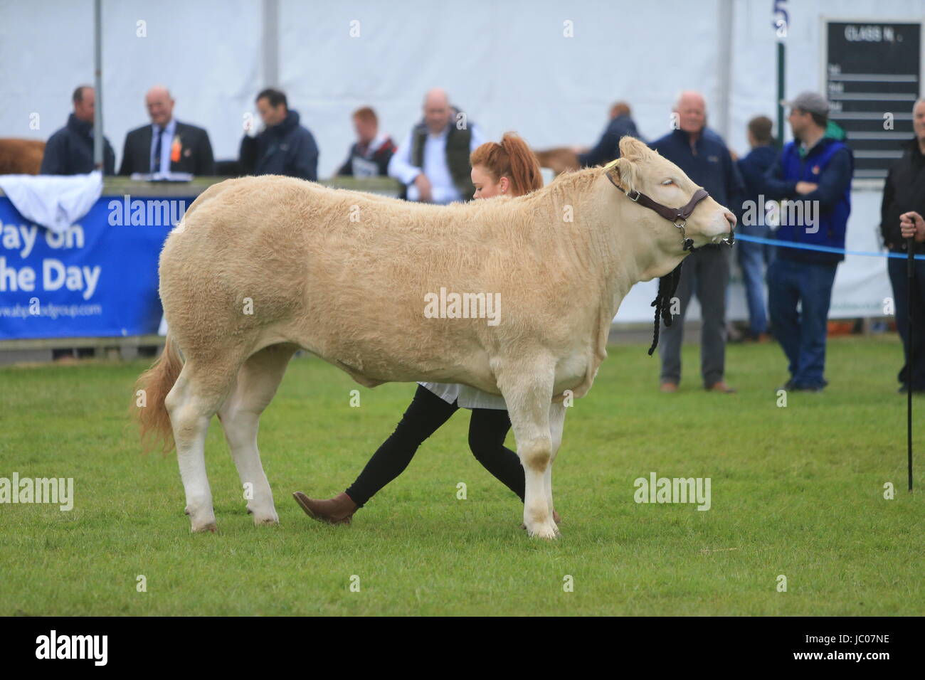 selection of images from the 2017 Balmoral Show now held in the Maze ...