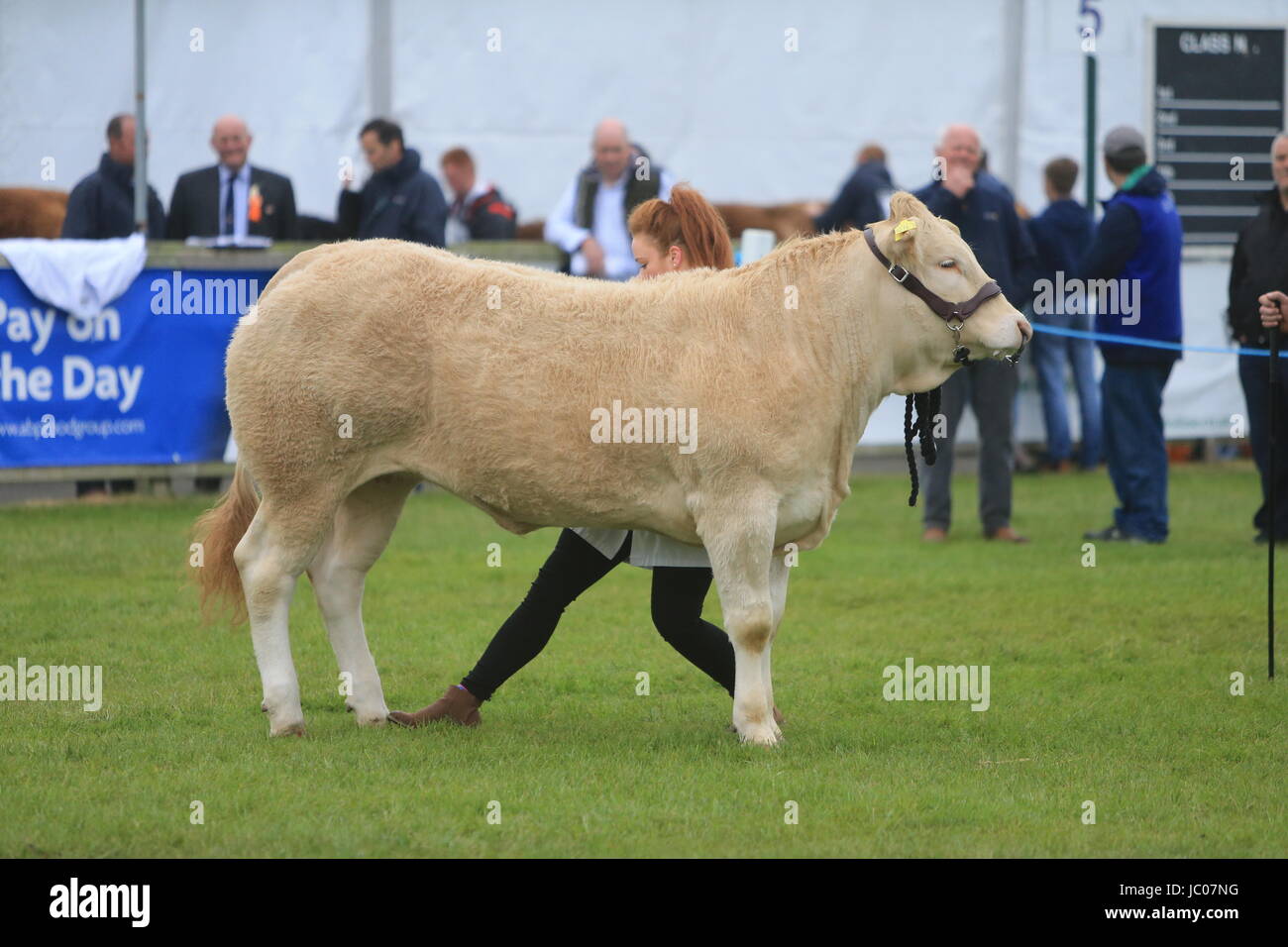 selection of images from the 2017 Balmoral Show now held in the Maze ...