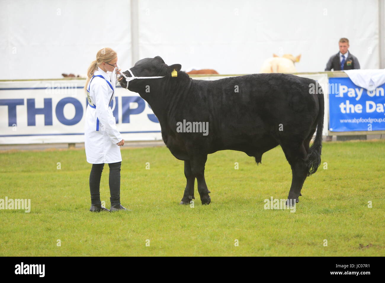 selection of images from the 2017 Balmoral Show now held in the Maze ...