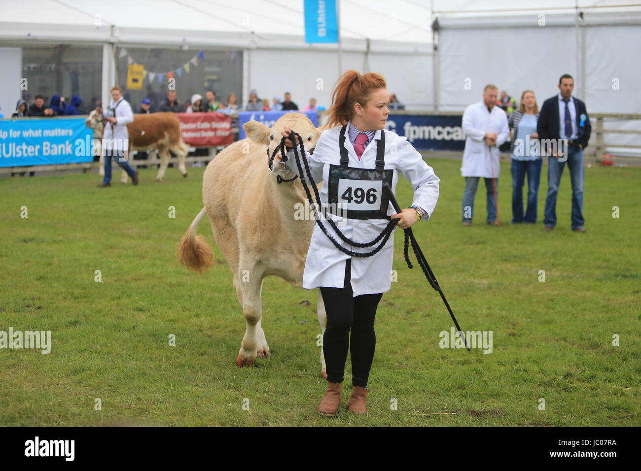 selection of images from the 2017 Balmoral Show now held in the Maze ...