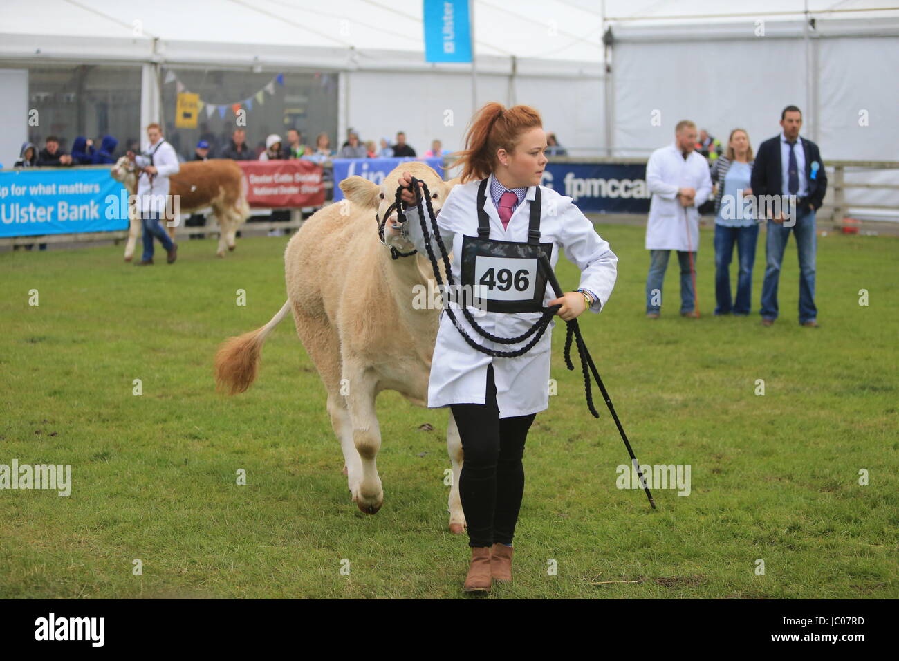 Balmoral park belfast hi-res stock photography and images - Alamy