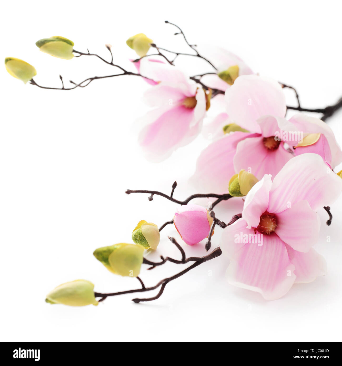 magnolia flowers on white background Stock Photo - Alamy
