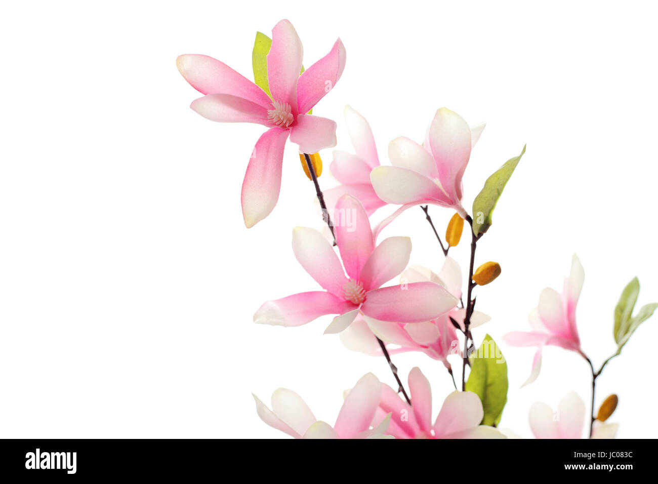 magnolia flowers on white background Stock Photo - Alamy