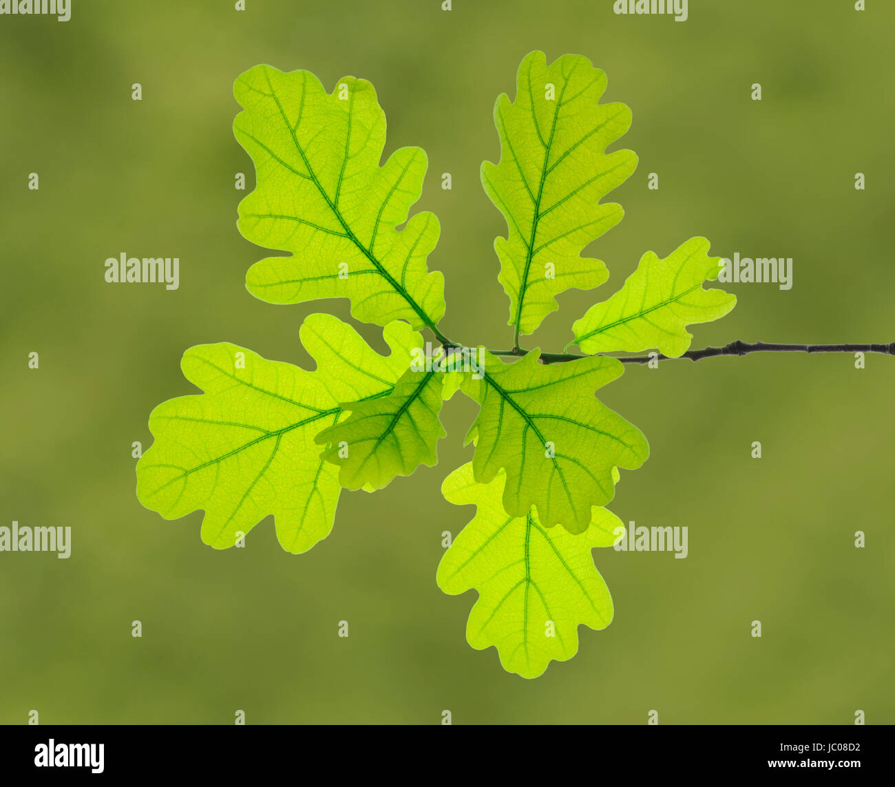 leaf of oak tree Stock Photo - Alamy