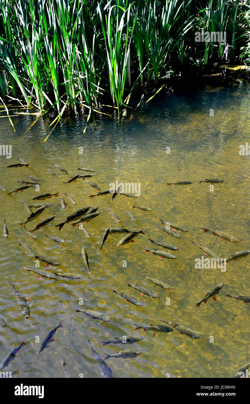 Common Pond Fish