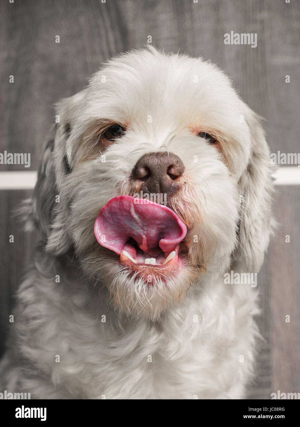 Lhasa apso puppy hi-res stock photography and images - Alamy