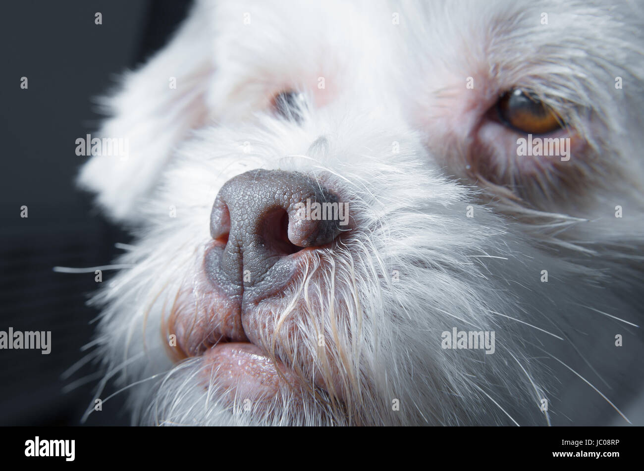 Close on a white lhasa apso dog snout. Serious face Stock Photo - Alamy