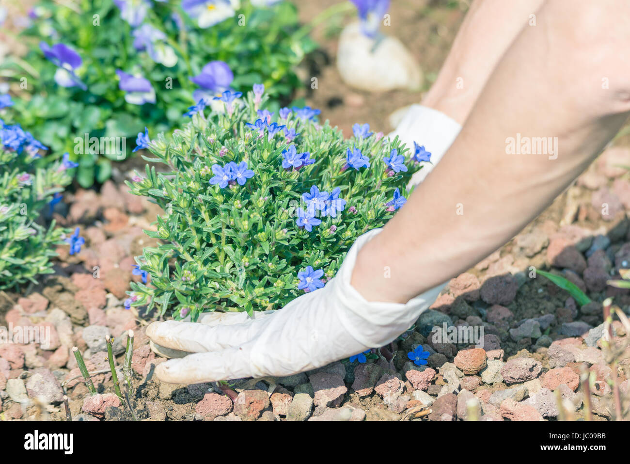 Springtime home gardening, hoeing soil and planting flowers. Taking ...