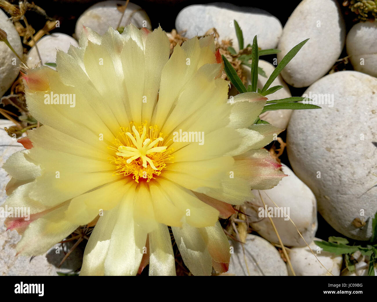 Yellow cactus flower Stock Photo - Alamy