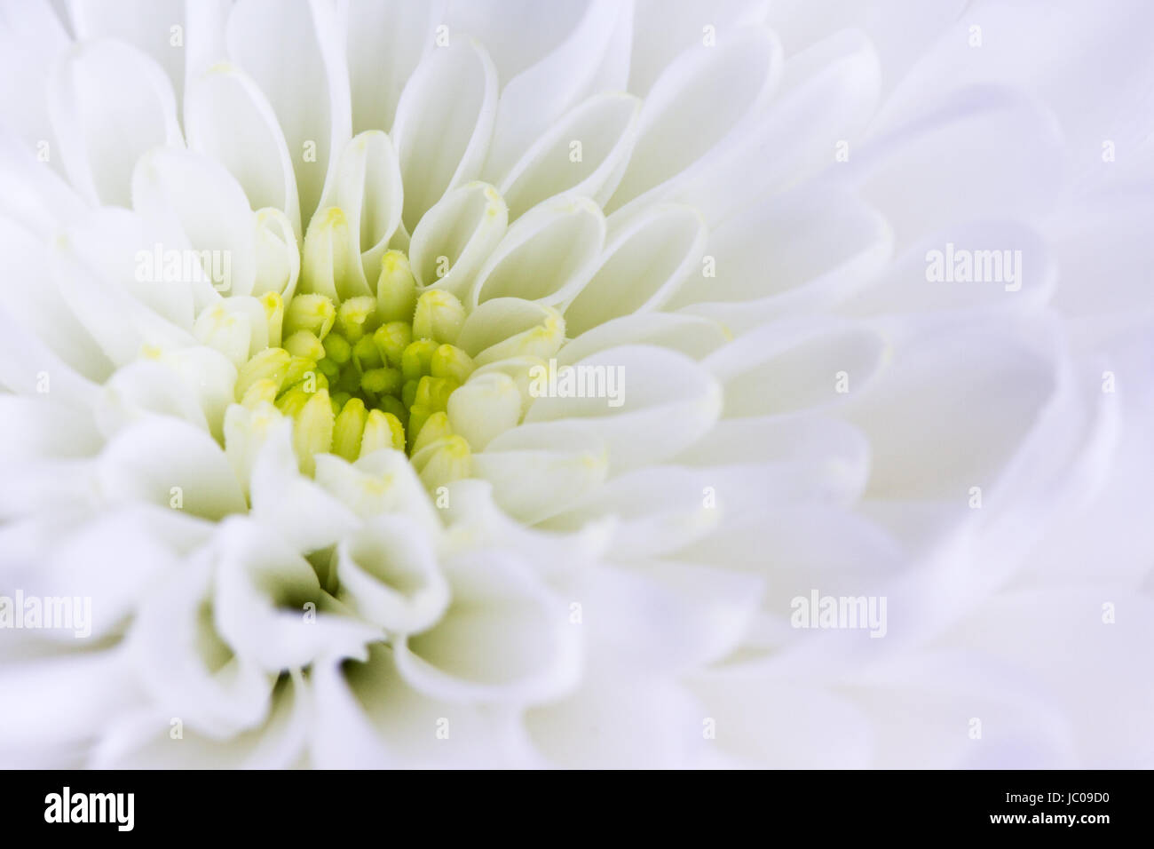 White chrysanthemum flower extreme close up shot in natural daylight ...