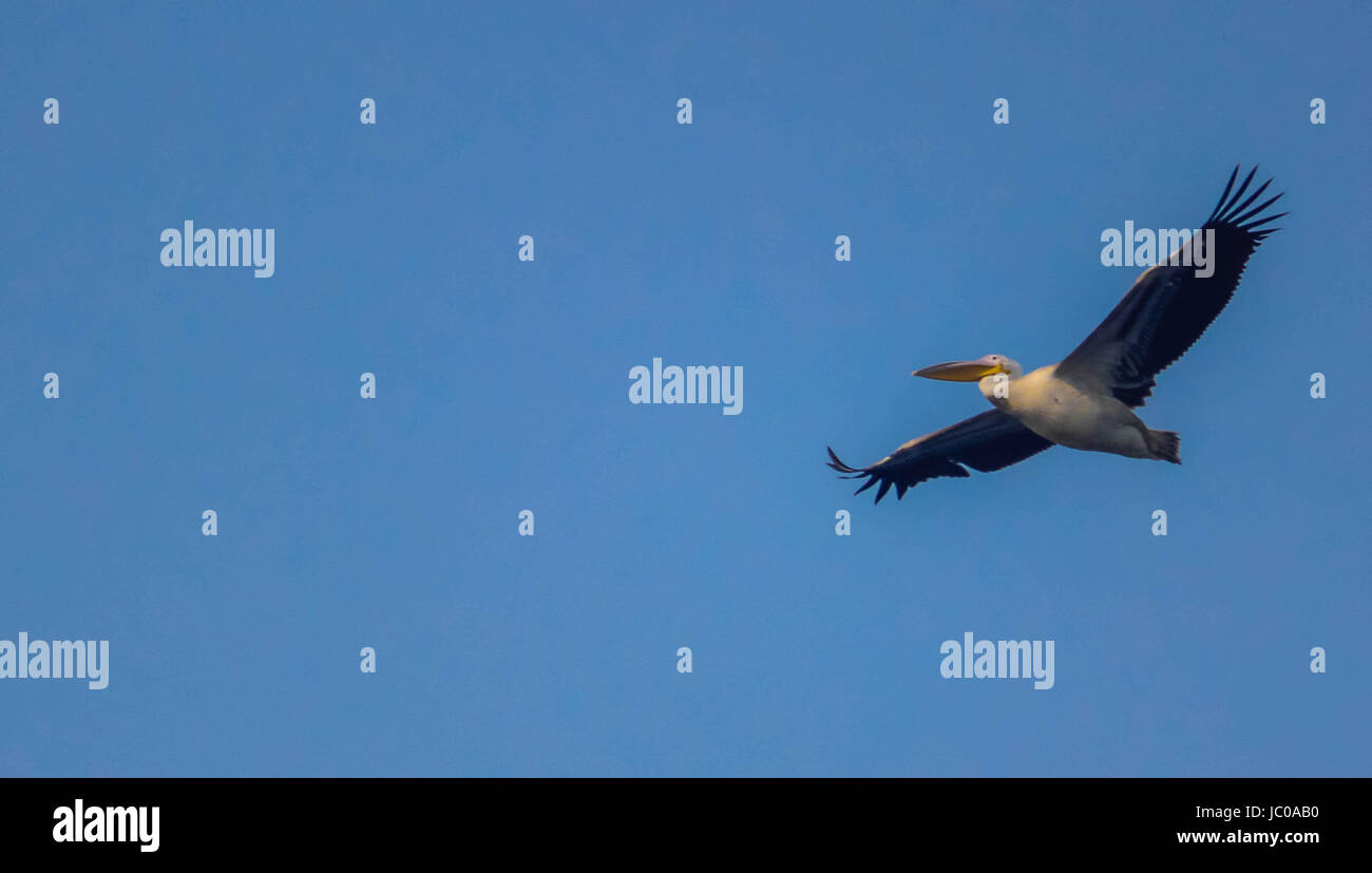 Fyling bird hi-res stock photography and images - Alamy