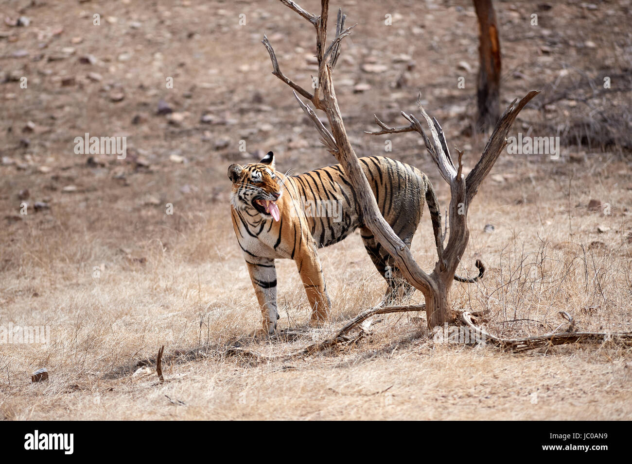 Tiger Sniffing Tree High Resolution Stock Photography and Images - Alamy