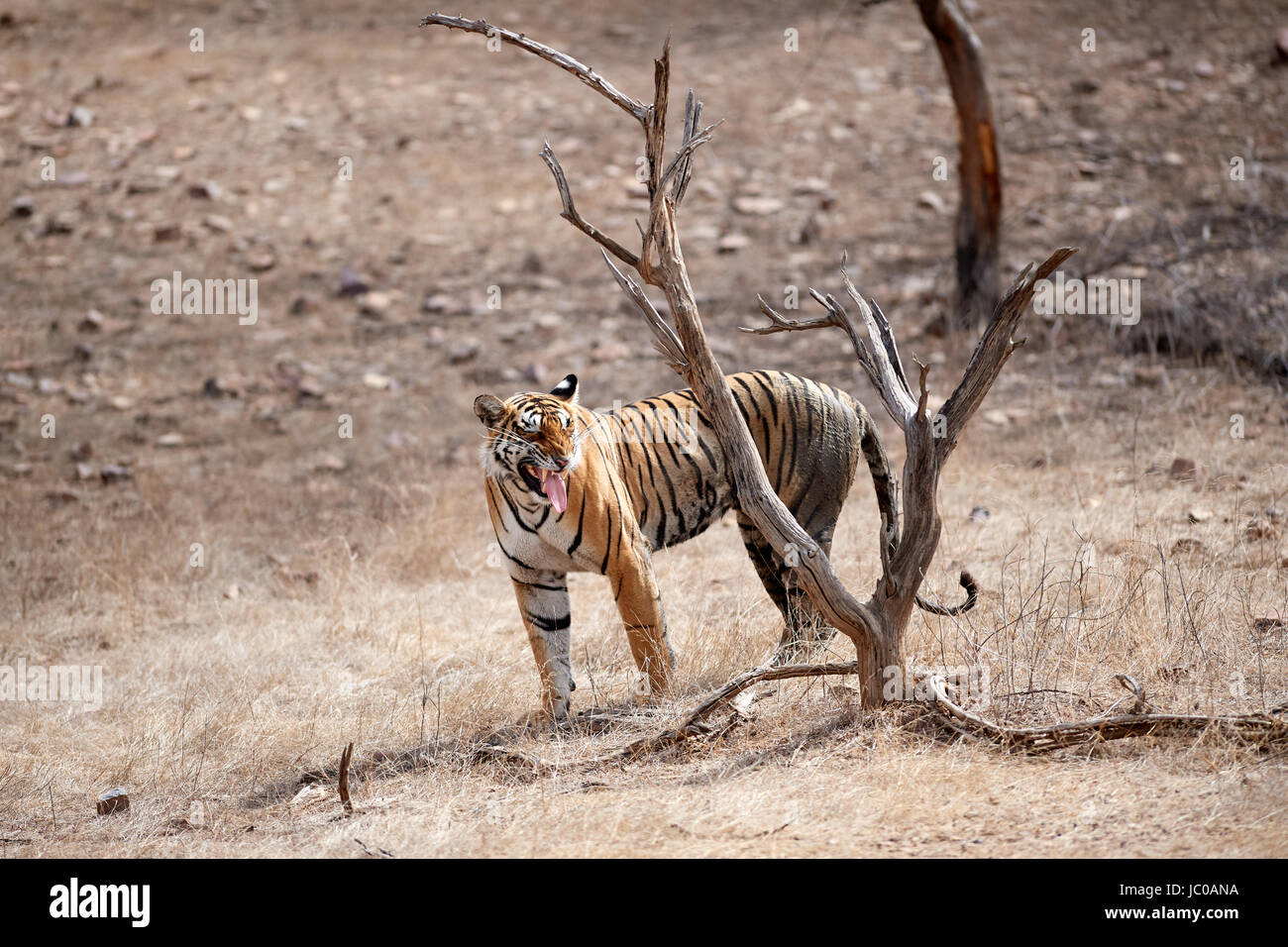 Tiger Sniffing Tree High Resolution Stock Photography and Images - Alamy