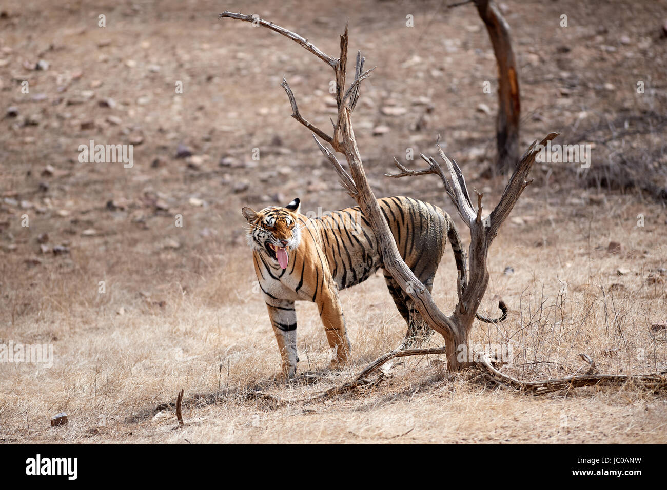 Cat flehmen reaction hi-res stock photography and images - Alamy