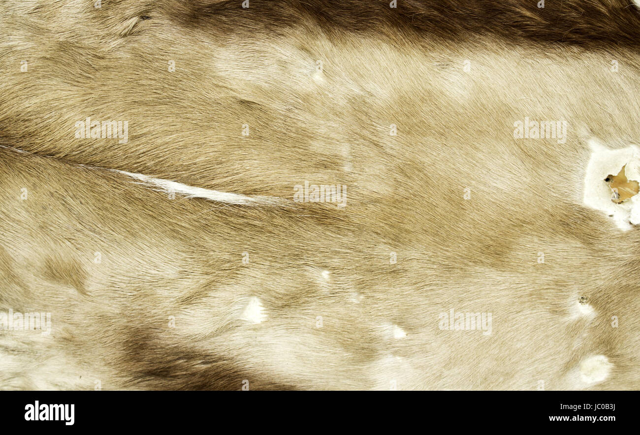 Goat hair texture hi-res stock photography and images - Alamy
