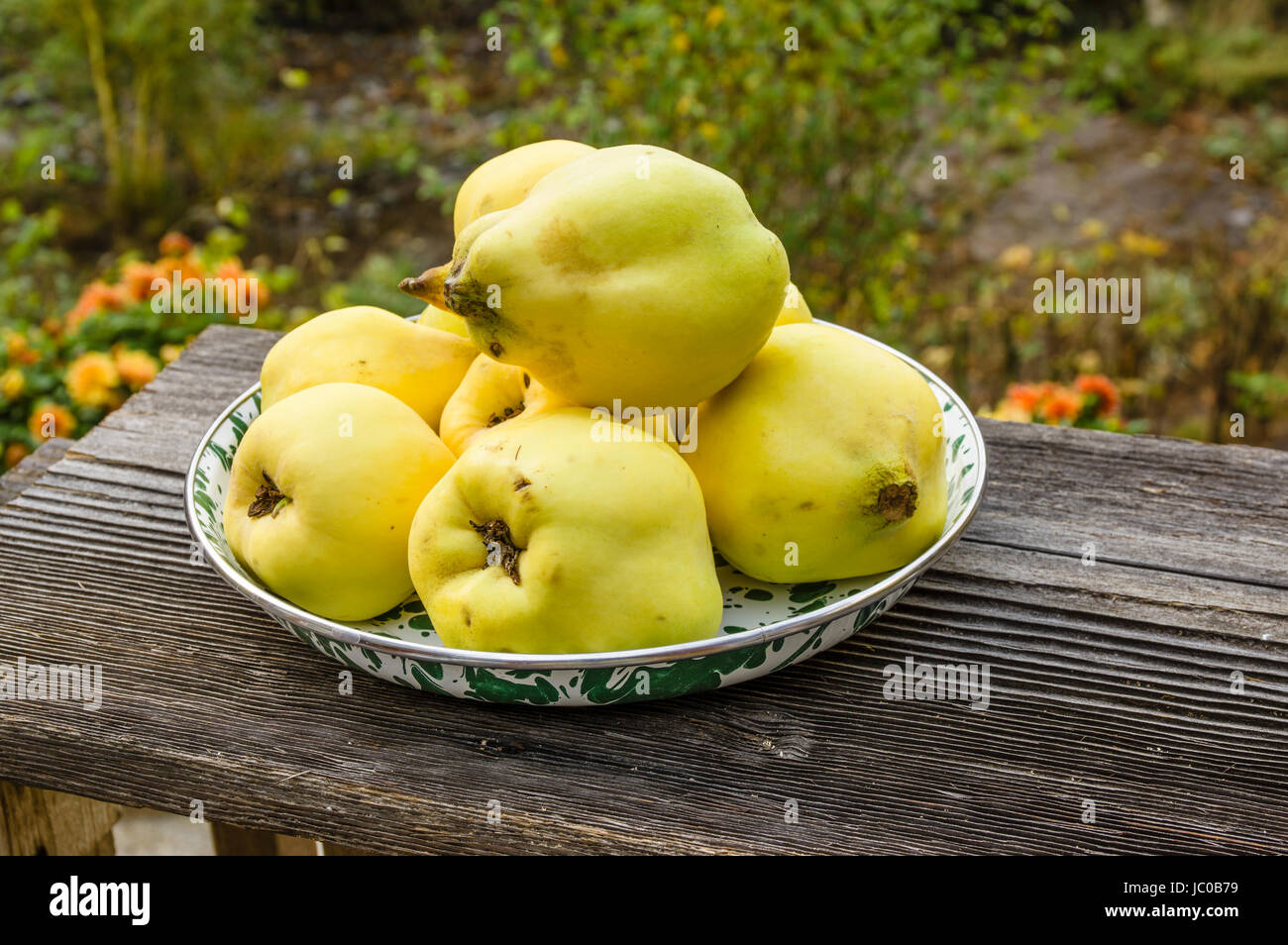 Bowl of fresh Quince fruit harvested and ready to use Stock Photo - Alamy