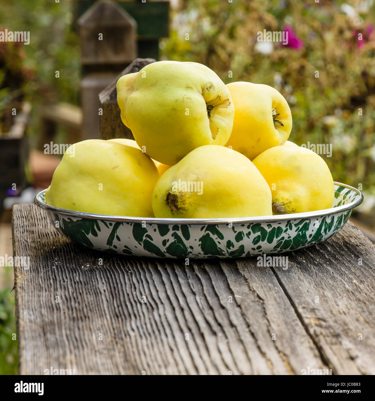 Bowl of fresh Quince fruit harvested and ready to use Stock Photo - Alamy