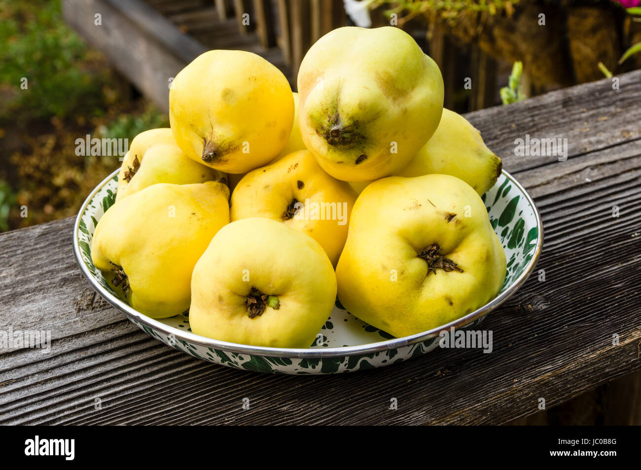 Bowl of fresh Quince fruit harvested and ready to use Stock Photo - Alamy