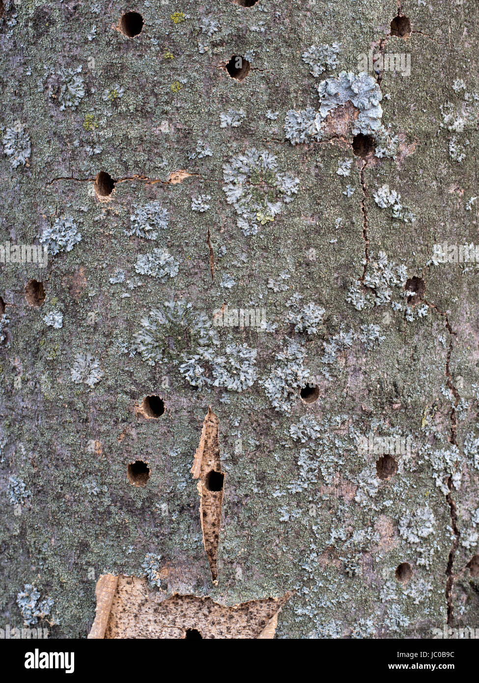 Tree borers hi-res stock photography and images - Alamy