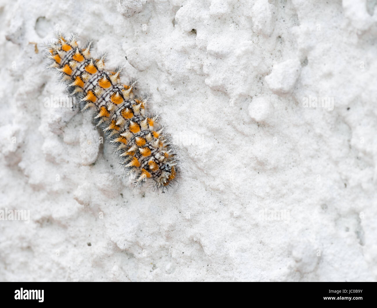 Melitaea didyma, the spotted fritillary or red-band fritillary, is a ...