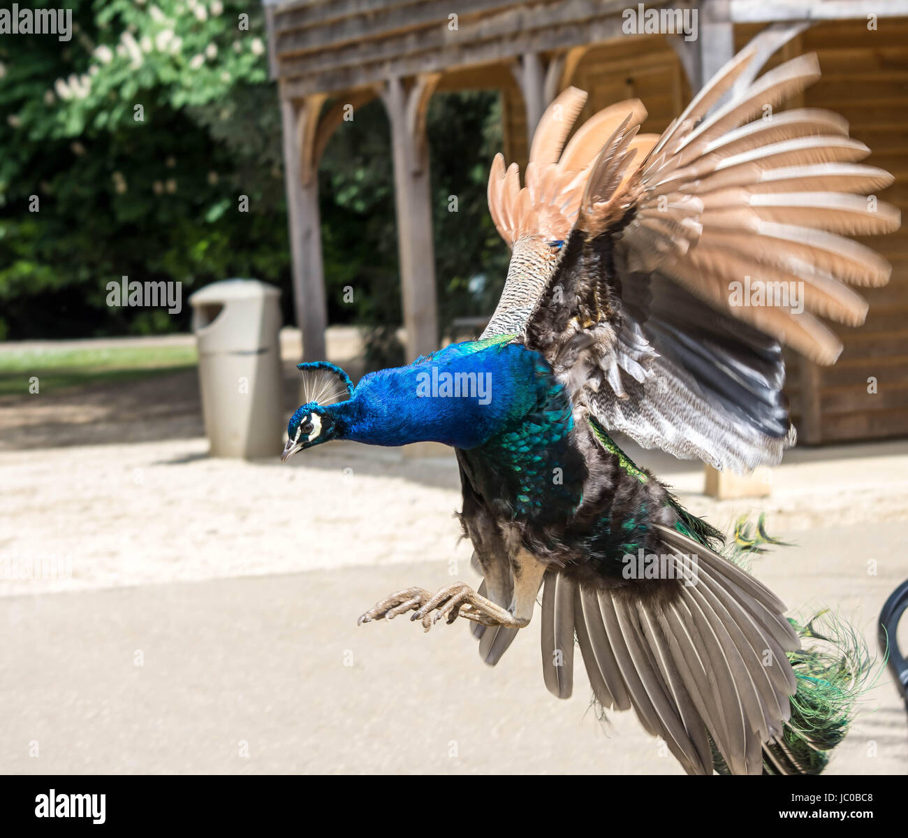 Attractions wildlife hi-res stock photography and images - Alamy