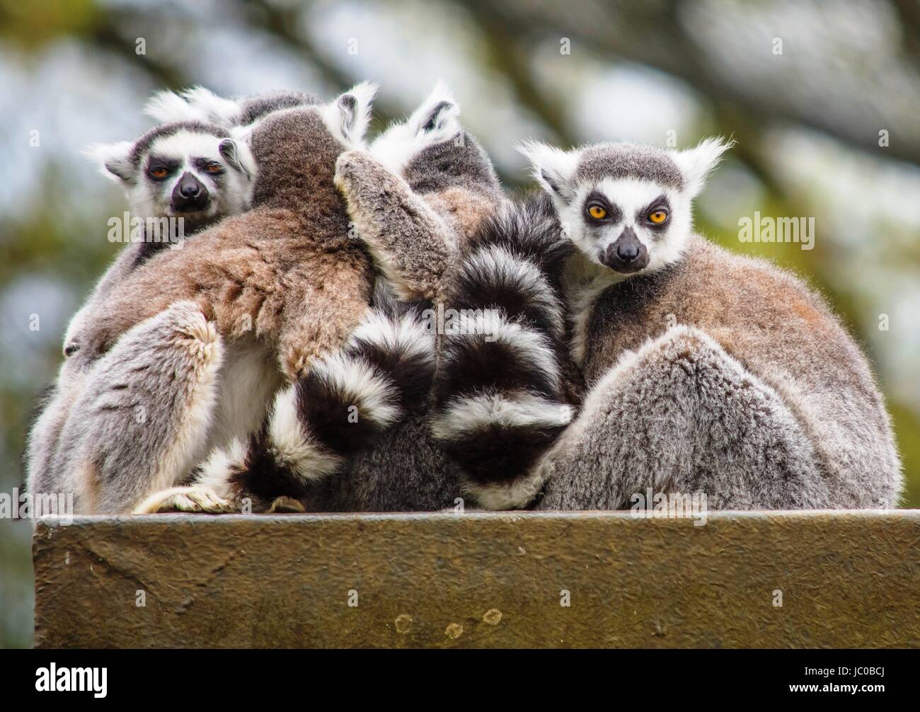 Ring-tailed lemurs in the Madagascar Walkthrough at Cotswold Wildlife Park in Burford ...