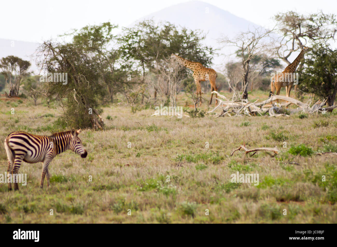 Zoo lion tiger giraffe zebra hi-res stock photography and images - Alamy