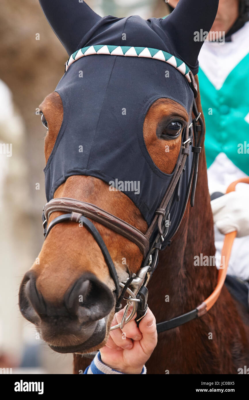 Race horse head ready to run. Paddock area. Vertical Stock Photo - Alamy