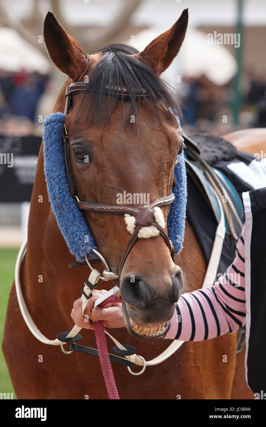 Race horse head ready to run. Paddock area. Vertical Stock Photo - Alamy