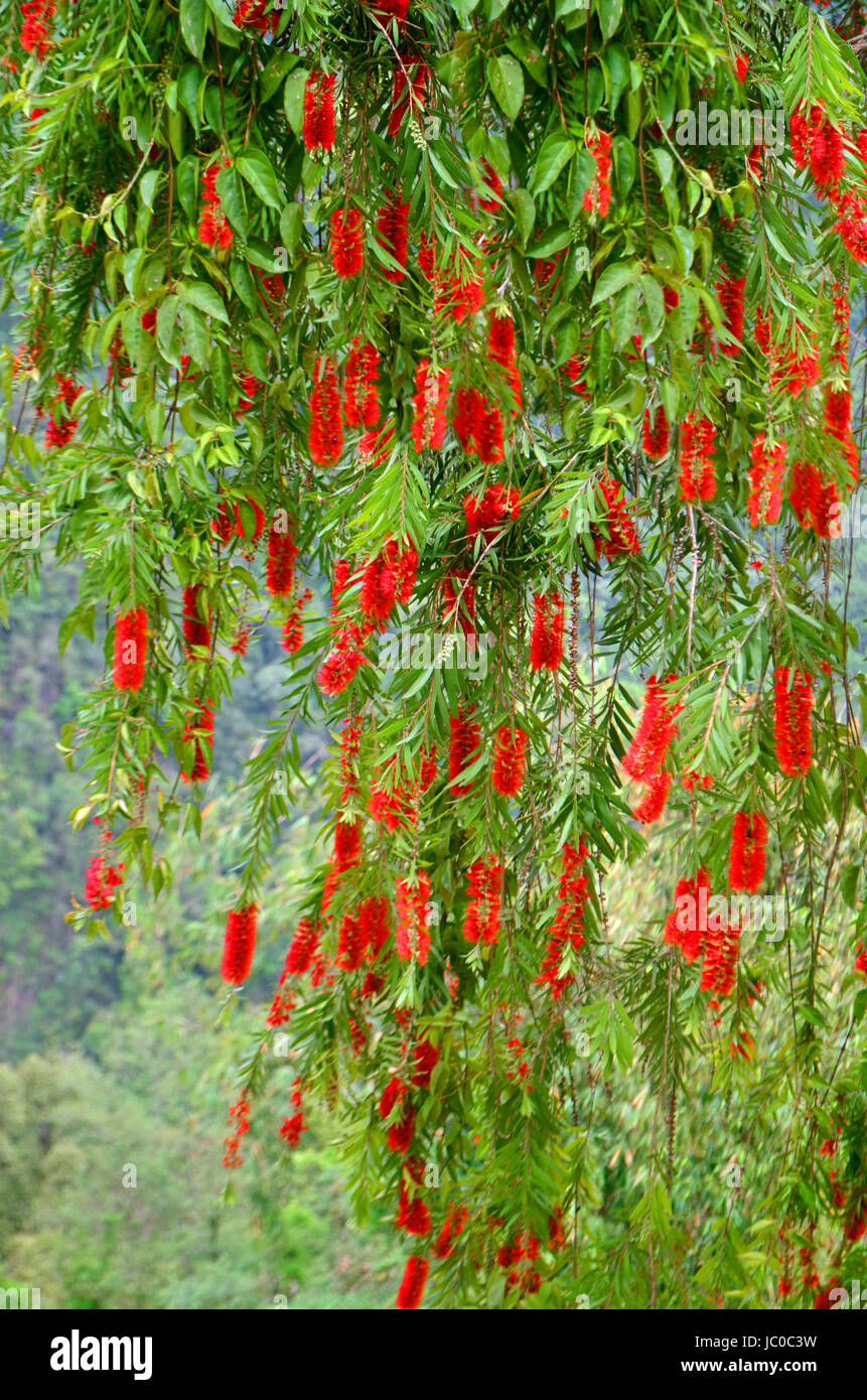 National flower of nepal hi-res stock photography and images - Alamy