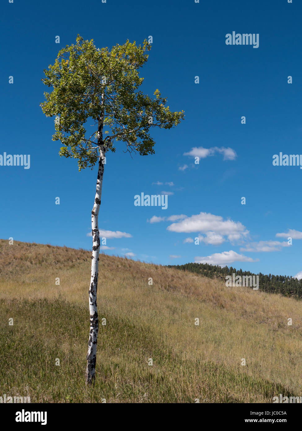 Lone tree, Tatanka: The Story of the Bison, Deadwood, South Dakota ...