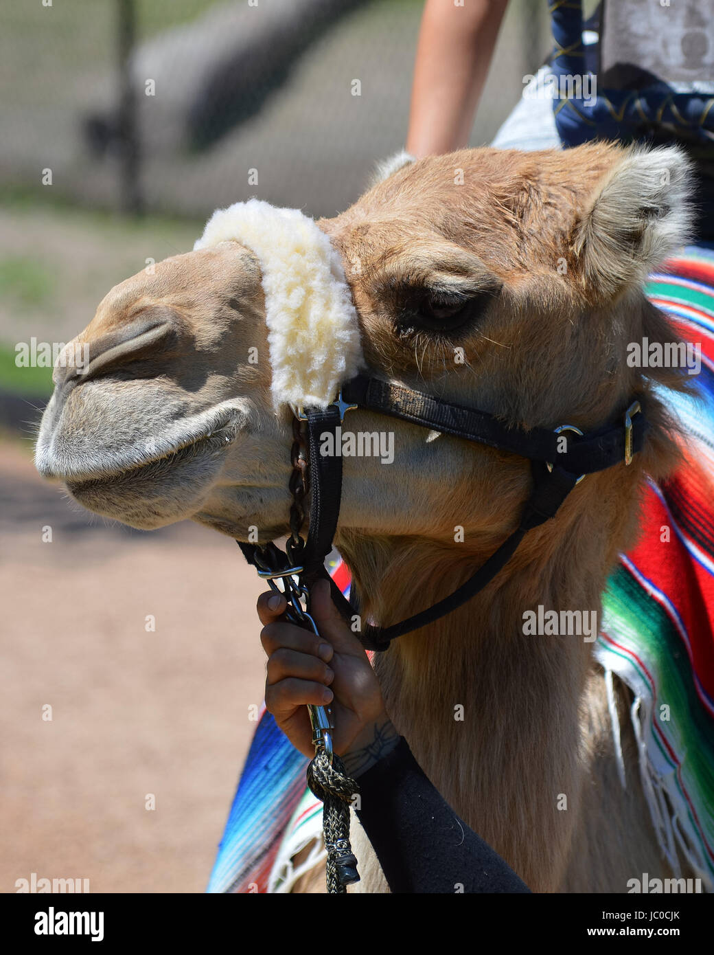 Camel rides at the Minnesota Zoo Stock Photo - Alamy