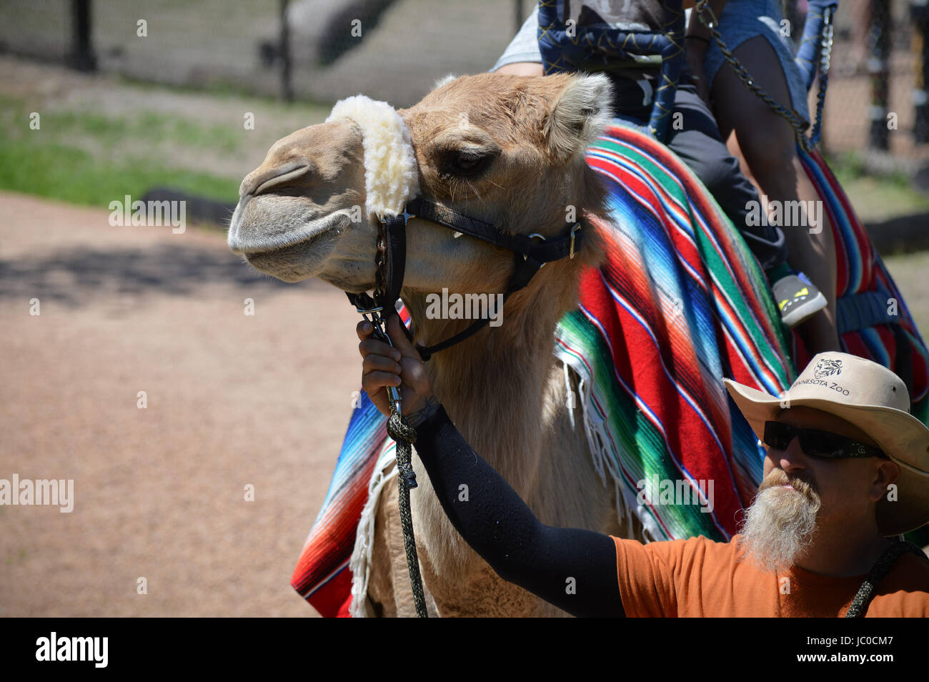 Camel rides at the Minnesota Zoo Stock Photo - Alamy