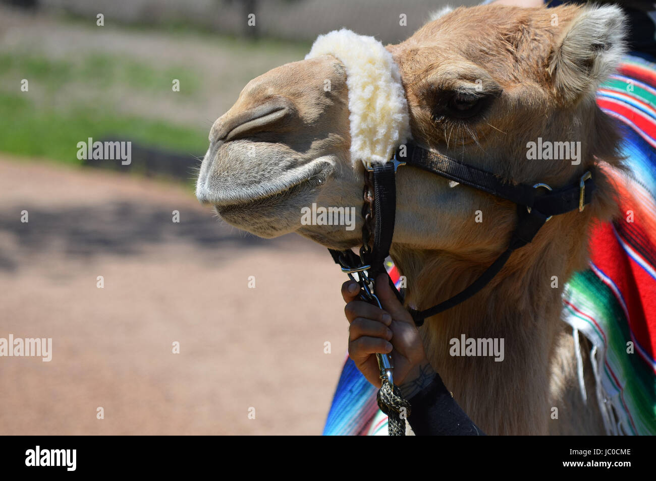 Camel rides at the Minnesota Zoo Stock Photo - Alamy