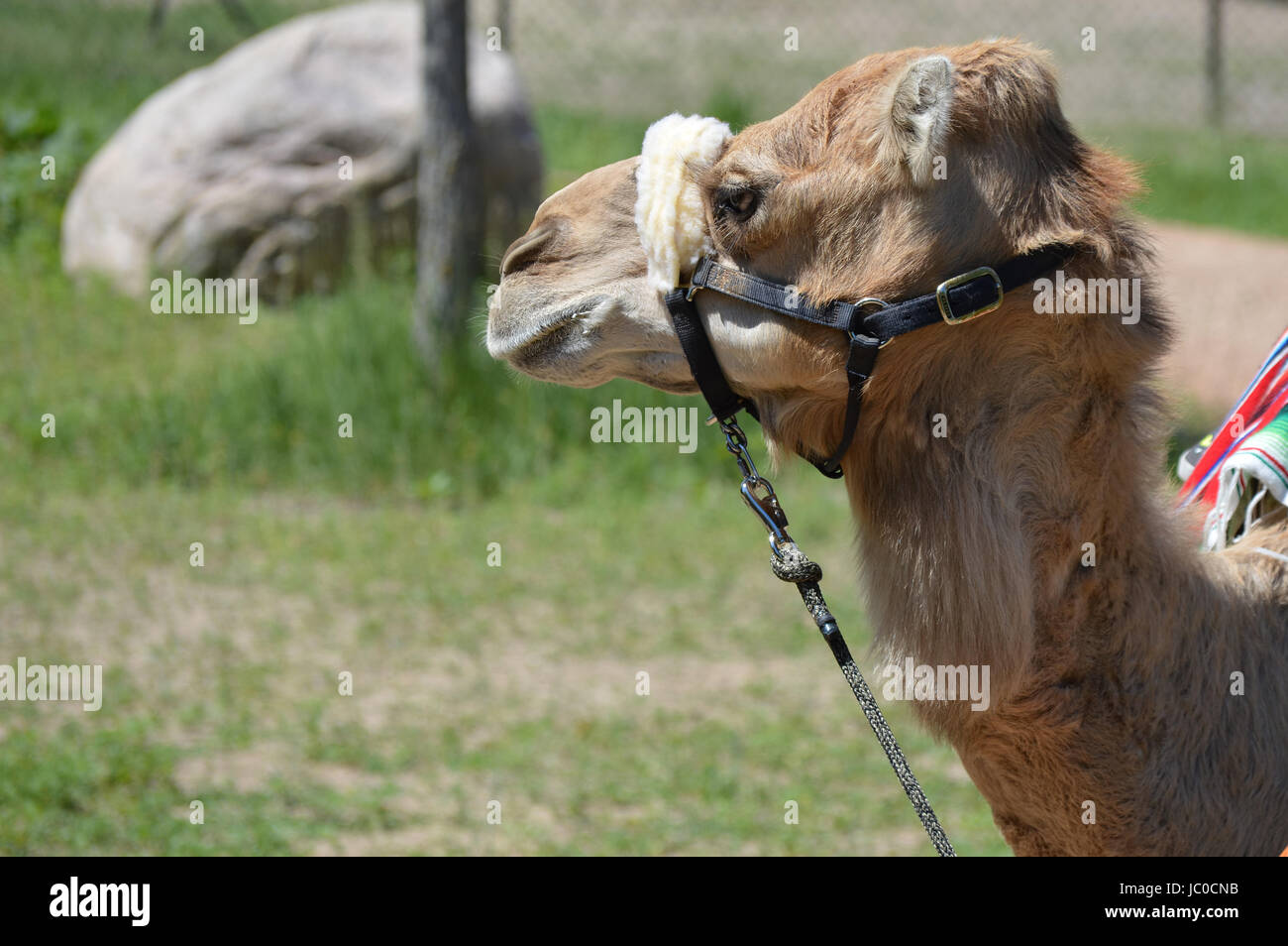 Camel rides at the Minnesota Zoo Stock Photo - Alamy