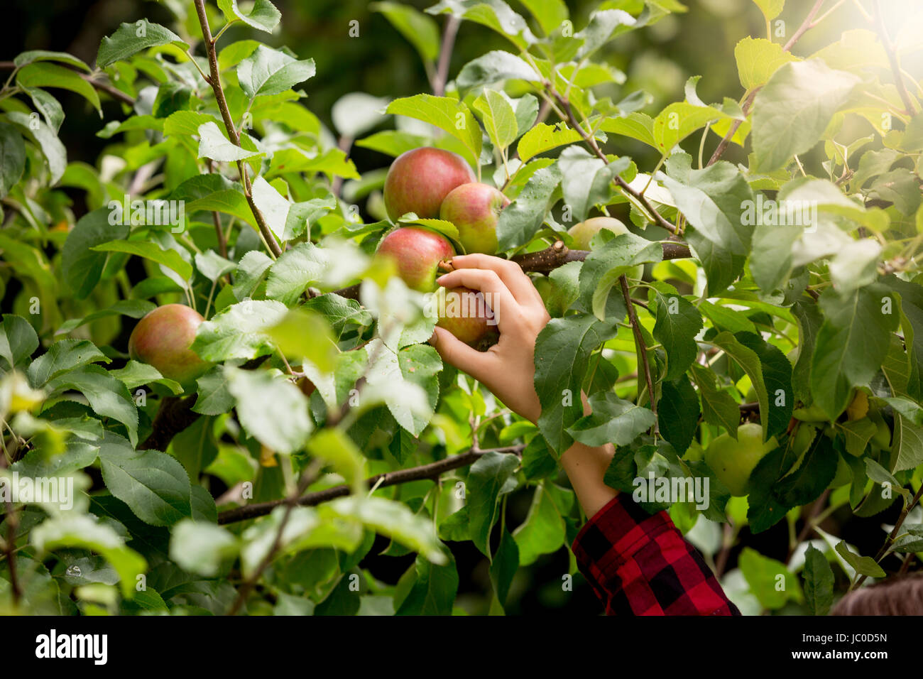 Cloud touching tree hi-res stock photography and images - Alamy