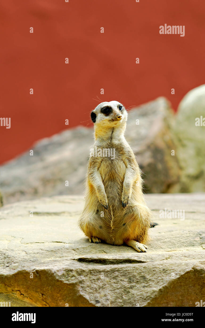 surricat standing guard Stock Photo - Alamy